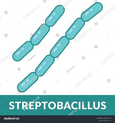 Morphology Streptobacillus Shape Design Illustration Stock Vector Morphology Streptobacillus Shape Design Illustration Stock Vector
