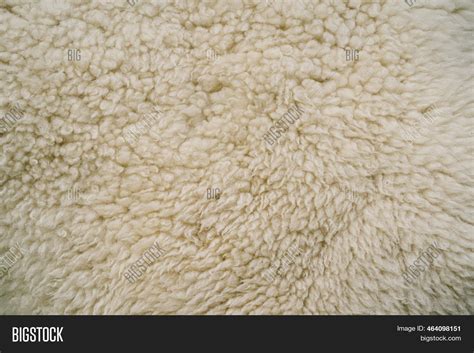 Sheep Skin Texture Image Photo Free Trial Bigstock