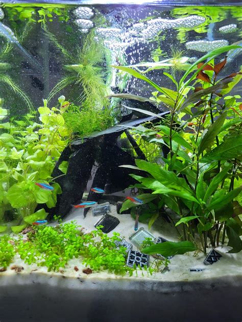 Nitrites Fluctuating But Zero Ammonia And Nitrates Ok Or Bad R