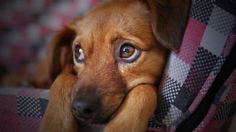 Diabetes Beim Hund Ursachen Symptome Behandlung LZ Gesundheitsreport