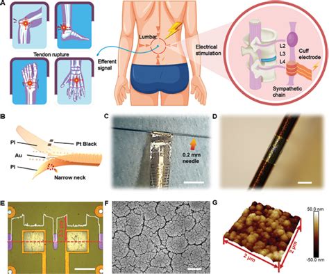 Sympathetic Nerve Stimulation Based On Ultraflexible Cuff Electrodes Download Scientific