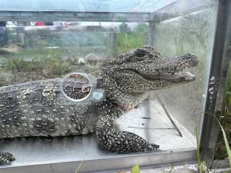 Captive Bred Alligators Released Into The Wild Cn