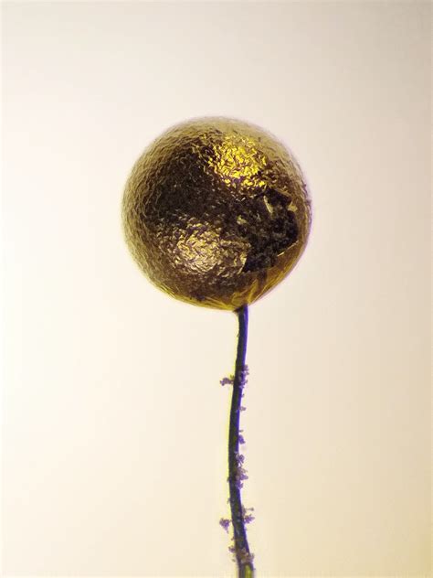 Slime Mold Identification And Appreciation Sporocarps With Gorgeous