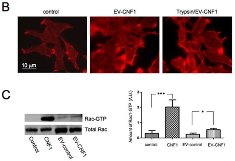 Actin Cytoskeleton Modification And Rac1 Activation Induced By