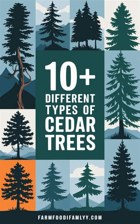 10 Different Types Of Cedar Trees And Wood With Identification And Pictures