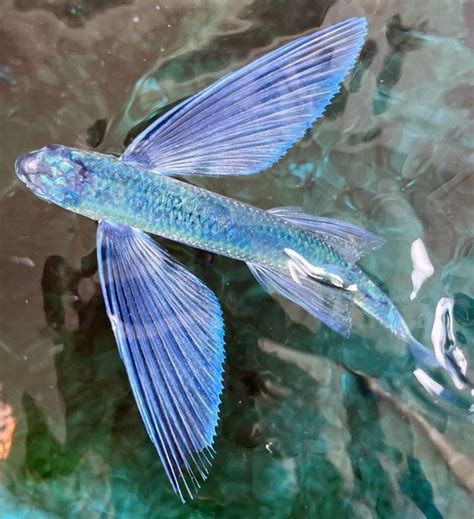 青いヒレの魚を水族館館長が「ジュディ・オングだ！」→実習生「英名かなぁ」と検索 「アラサー以下にはわからない」と衝撃受ける人続出｜まいどなニュース