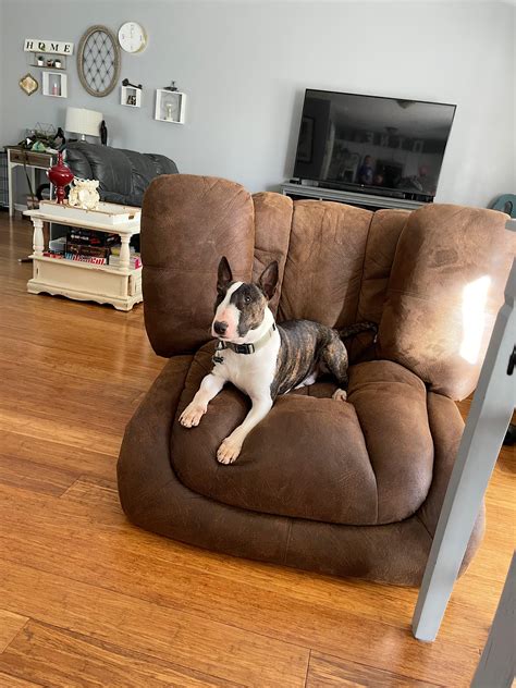 Our Little Dumb Ass Atlas Rbullterrier