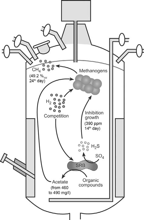 Methanogens