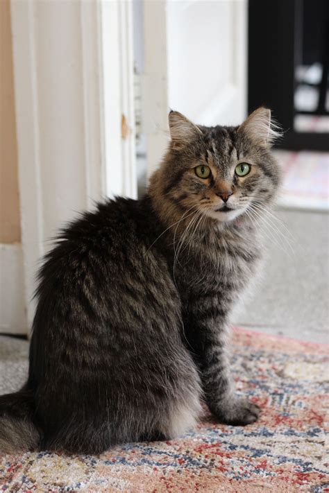 Fluffy Tabby Cat