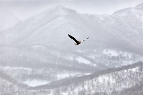 새는 언덕 위로 날아다릅니다 겨울 서식지에서 일본 독수리 새와 산 겨울 풍경 일본 홋카이도 홋카이도를 배경으로 산이 있는
