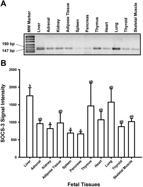Suppressor Of Cytokine Signaling 3 Socs 3 Mrna Expression In Fetal