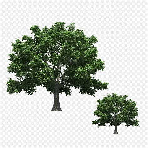 大树小树组合png图片素材下载图片编号10712388 Png素材网