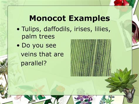 10 Examples Of Monocot Plants