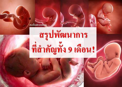 สรุปพัฒนาการทารกในครรภ์ ที่สำคัญทั้ง 9 เดือน พัฒนาการทารกในครรภ์ 1