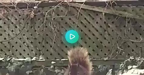 In Toronto Canada A Knife Wielding Squirrel Has Been Spottedits