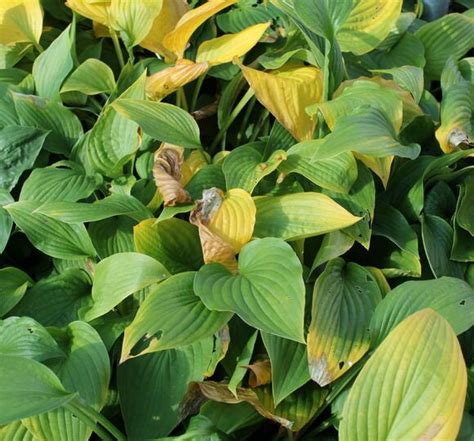 Sazenice Bohyšky Hosta Zahradnictví Flos