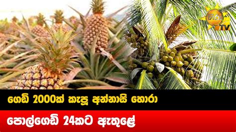ගෙඩි 2000ක් කැපූ අන්නාසි හොරා පොල්ගෙඩි 24කට ඇතුළේ Hiru News Youtube