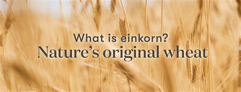 What Is Einkorn The Uses And Benefits Of Einkorn Young Living Blog