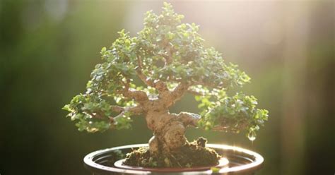 Growing Cedar Bonsai Tree