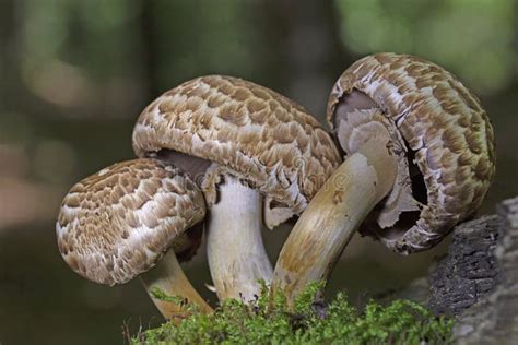 Stock Image Image Of Wood Fresh Europe Fungal Beauty 331170115