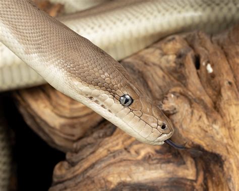 Olive Python Nathan Jordan