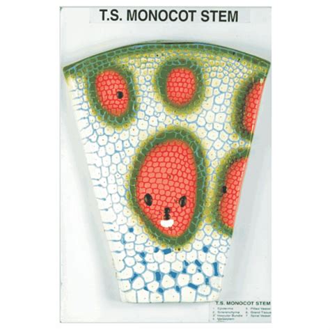 Stem Ts Monocot