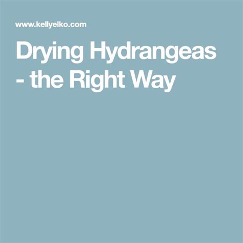 Drying Hydrangeas The Right Way Dried Hydrangeas Hydrangea Planting Peonies