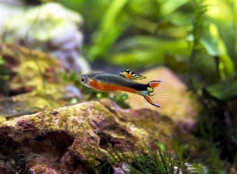 Małe Rybki Do Akwarium Niska Cena Na Allegro Pl