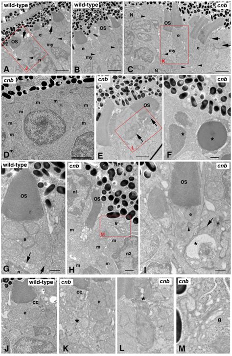 The Cnb Mutation Disrupts Photoreceptor Polarity And Outer Segment Download Scientific Diagram