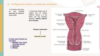 Anatomia Del Aparato Reproductor Femenino 1pdf