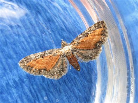 Photo 36087 Eupithecia Icterata