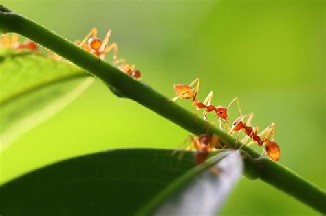 Premium Photo Small Ants Climbing On Branches