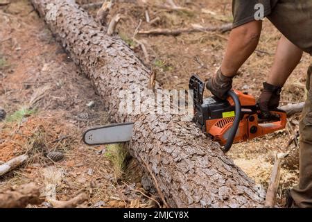 There Is Employee Cutting Trees With Chainsaw During Process Of