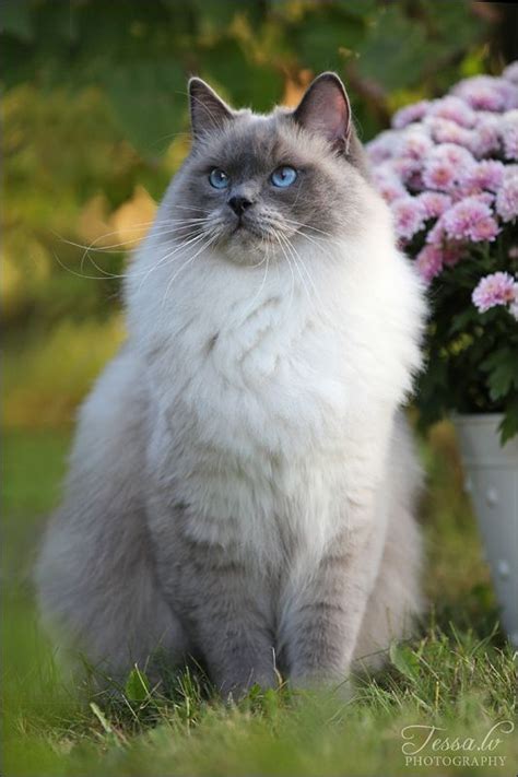 No Title Красивые кошки Кошки породы рэгдолл Кошки и котята