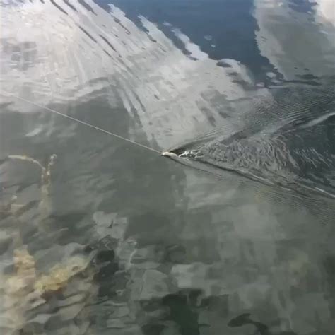 True North Baits Home Facebook