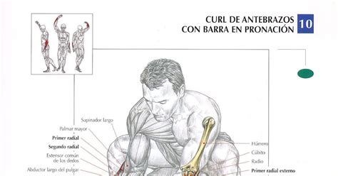 Ejercítate 365 CURL DE ANTEBRAZOS CON BARRA EN PRONACIÓN HOMBRE
