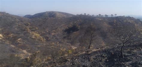 Y Después De Un Incendio Forestal ¿qué Se Puede Esperar Máster En