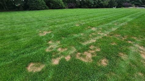 Lawn Disease Control Program — Green Meadow Lawncare Llc