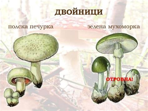 познавате ли гъбите