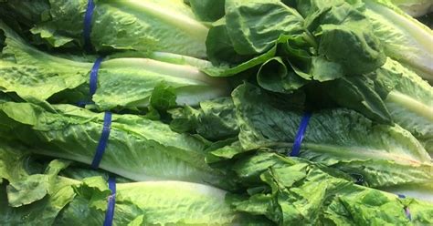 Romaine Lettuce Recall Fda Issues Warning Due To E Coli Outbreak