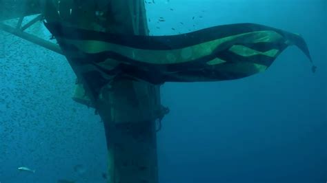 Vidéo De Stock Premium Luss Hoyt Vandenberg à Key West Sous Leau