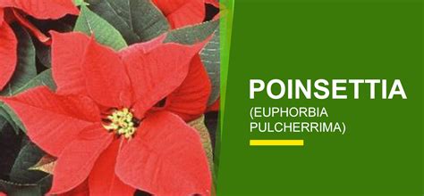 Poinsettia Online India Buy Poinsettia Garden World