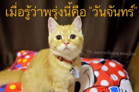 วันหยุดผ่านไปไวมากกกกกก แมวกระท้อน ณ ดอนเมือง