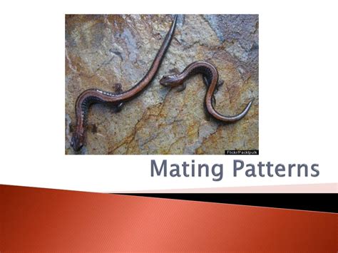 Ppt Mating Patterns Powerpoint Presentation Free Download Id2105215