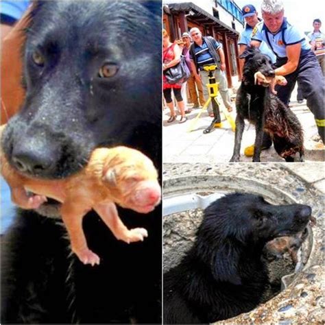 Fauna Urbana Villa María Madre Perro Salva A Sus Cachorros De La Muerte