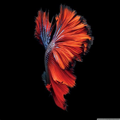 Retina Display Wallpapers
