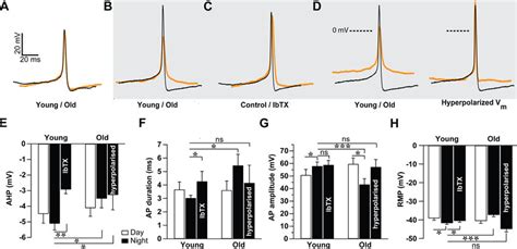 The Properties Of The Action Potential Ap Waveform Are Altered At