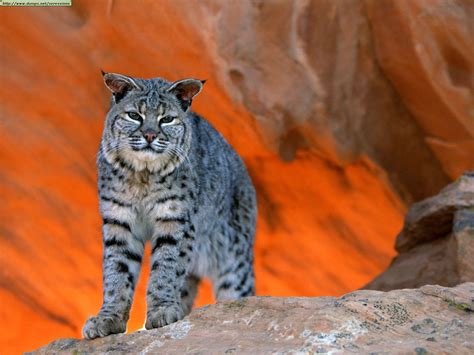 Fotos De Linces Y Ocelotes