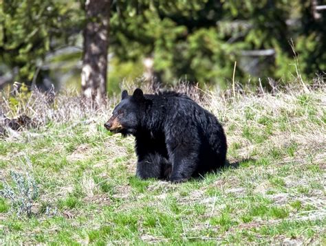 Imagesanimalsbearsyellowstone1013
