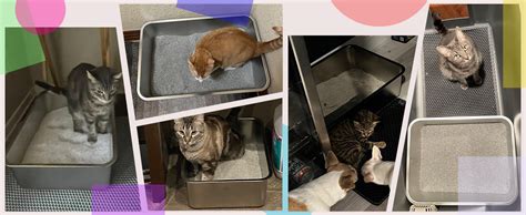 Amazon 2 Pack Stainless Steel Cat Litter Box 23 6 X15 8 X8 XXL